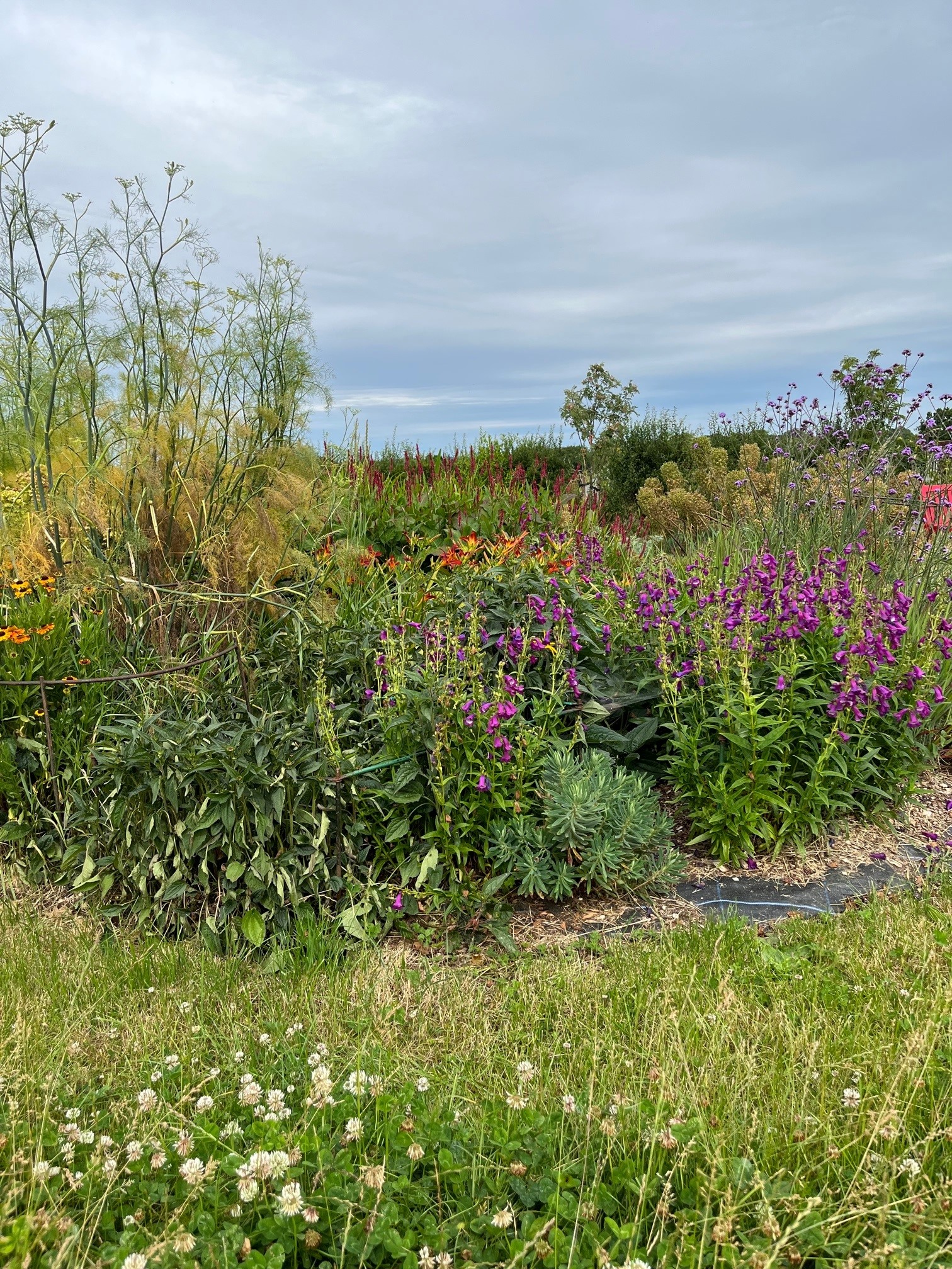 Our New Garden - Two years on! - Prue Leith