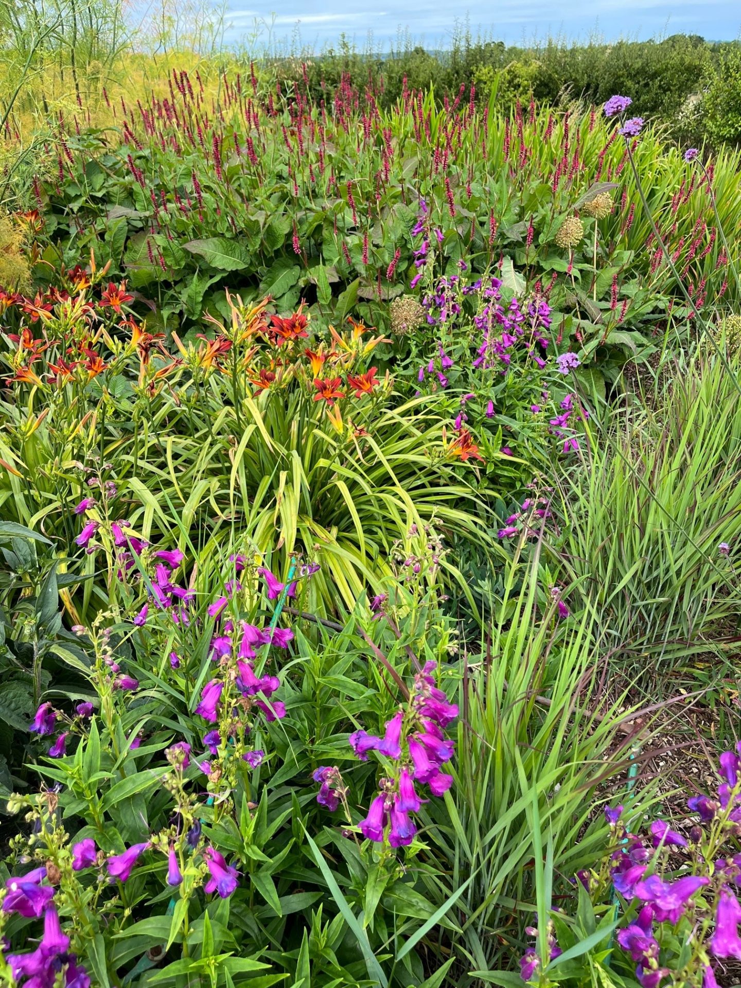 Our New Garden - one year on! - Prue Leith